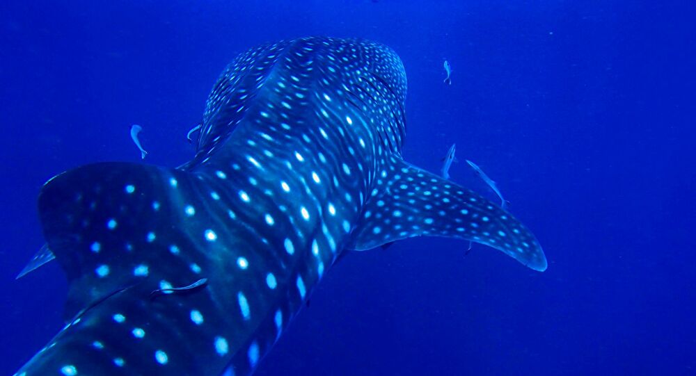 Un pêcheur de Pattaya surpris par une visite amicale de requin-baleine ...